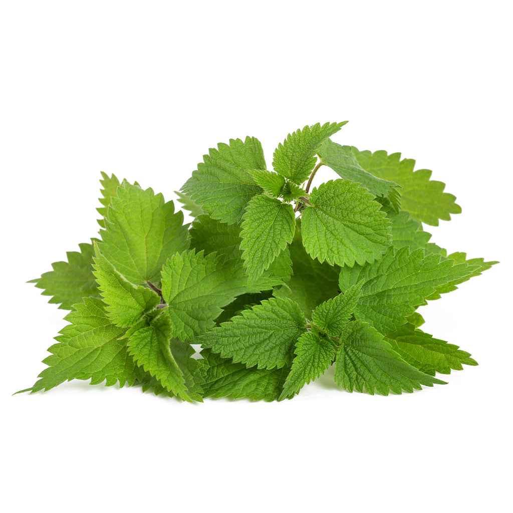 Nettle Leaf – The Man Company