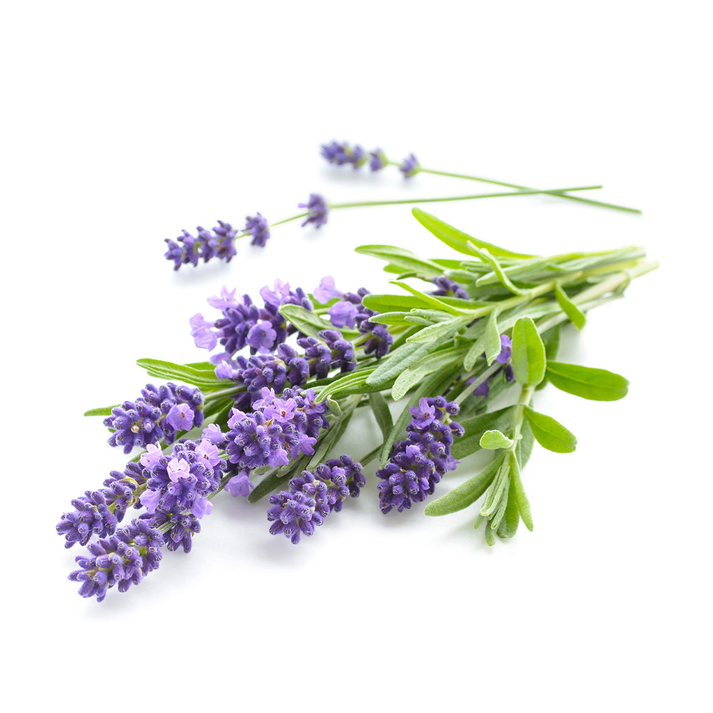 Lavender – The Man Company