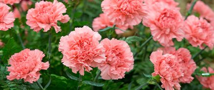 Eau De Toilette | Noir Perfume For Men | The Man Company