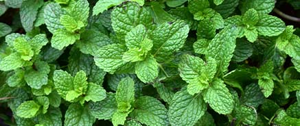 After Shave Spray | Aloe Vera & Menthol | The Man Company